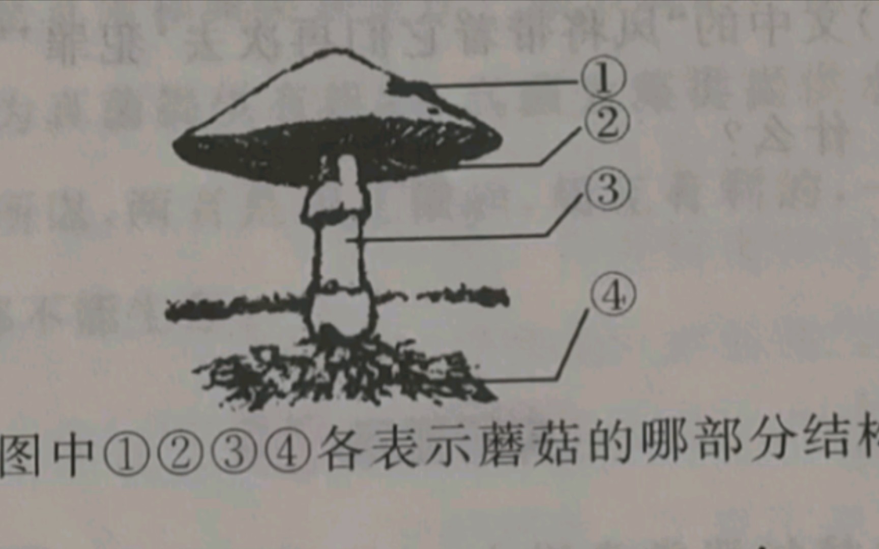 大型真菌 菌丝 蘑菇 的结构及各结构功能(人教版初中生物八年级上册)