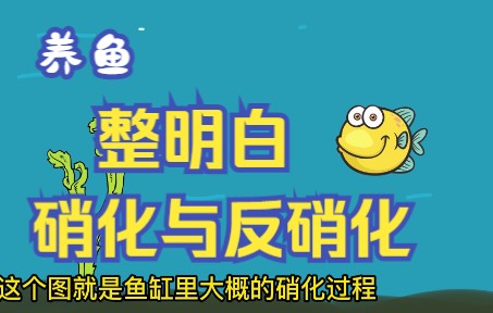 养鱼必须整明白,硝化与反硝化