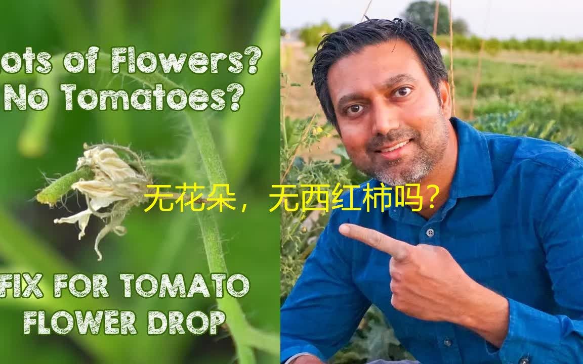 西红柿不开花不结果的 5 个原因,你知道吗?