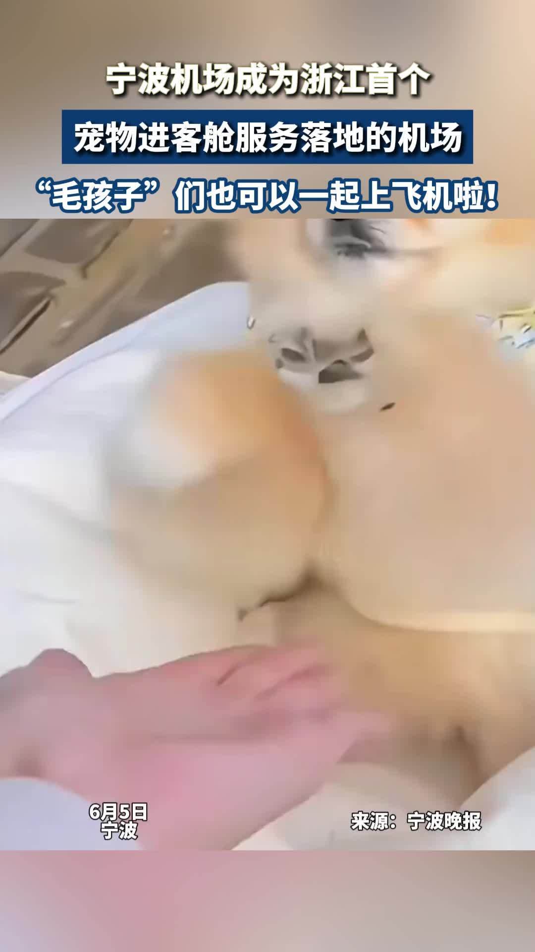 宁波机场成为浙江首个,宠物进客舱服务落地的机场
