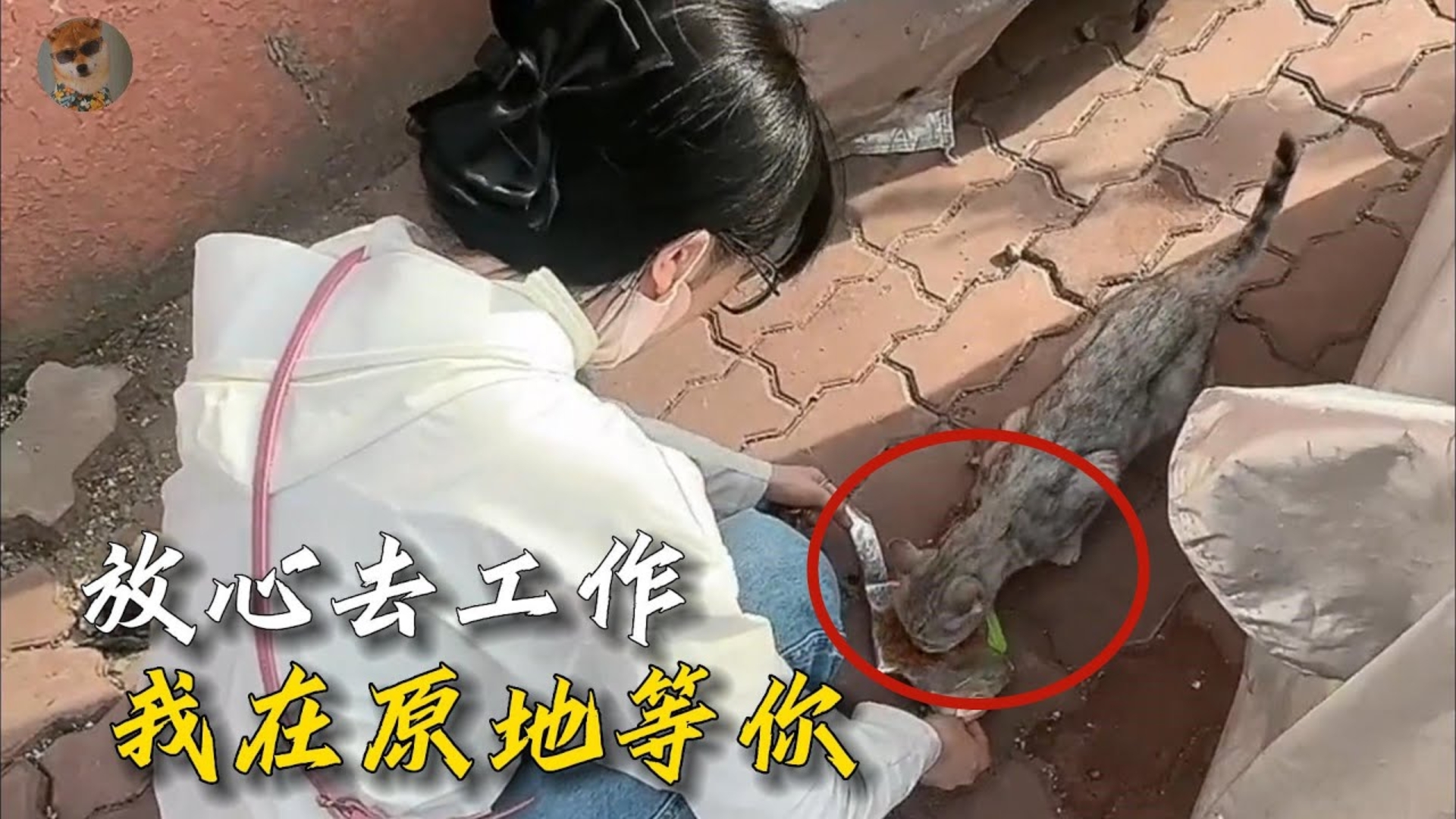 ...回家,还生了好几只小猫咪,最后太感人了,动物和人之间也是需要信任的