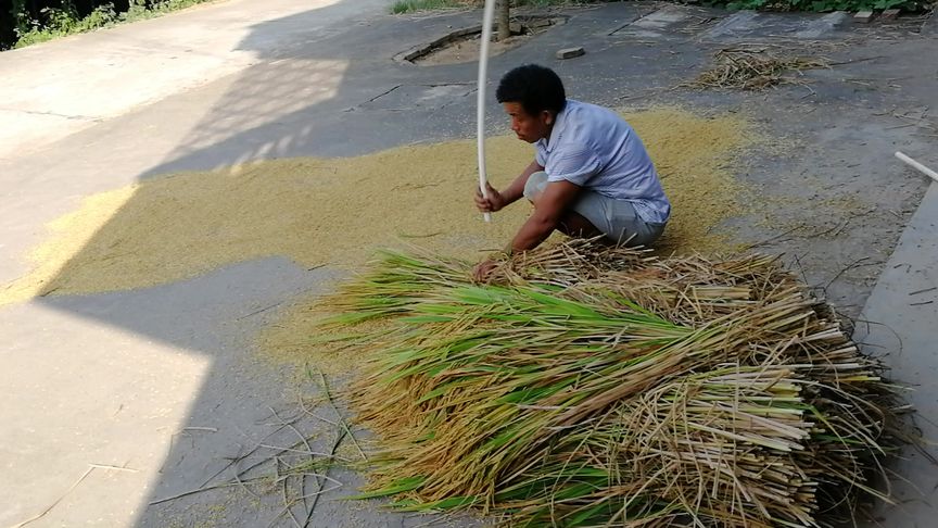 传统的方法打稻谷,完全手工操作,一辈子都是忘不了