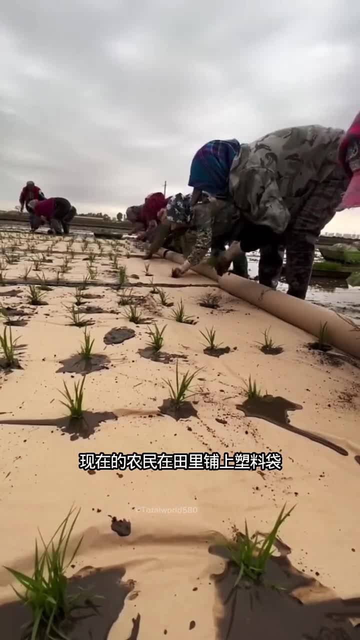 见过这样的种水稻方式吗?