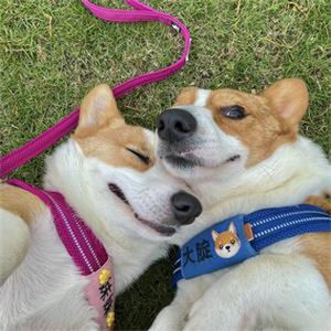 围巾的柯基一家 