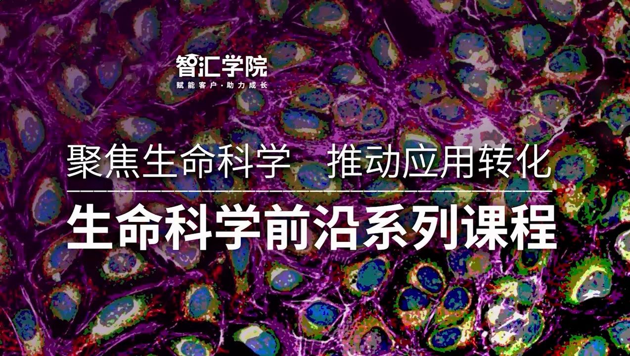 细胞治疗前沿应用:靶向P53突变的双特异抗体