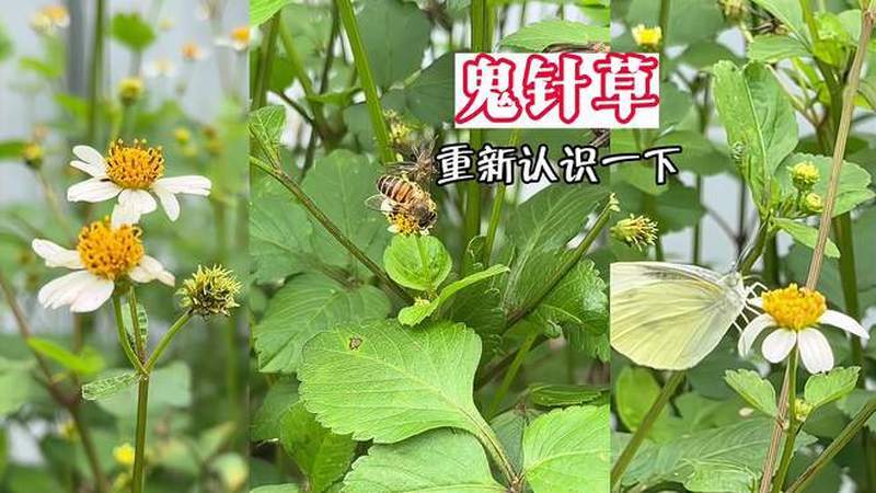 这种植物叫"鬼针草",民间高手都喜欢寻找,这些价值您知道吗