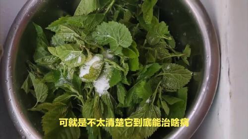 现代研究揭秘:桑叶竟能对抗这三大健康难题,效果惊人!