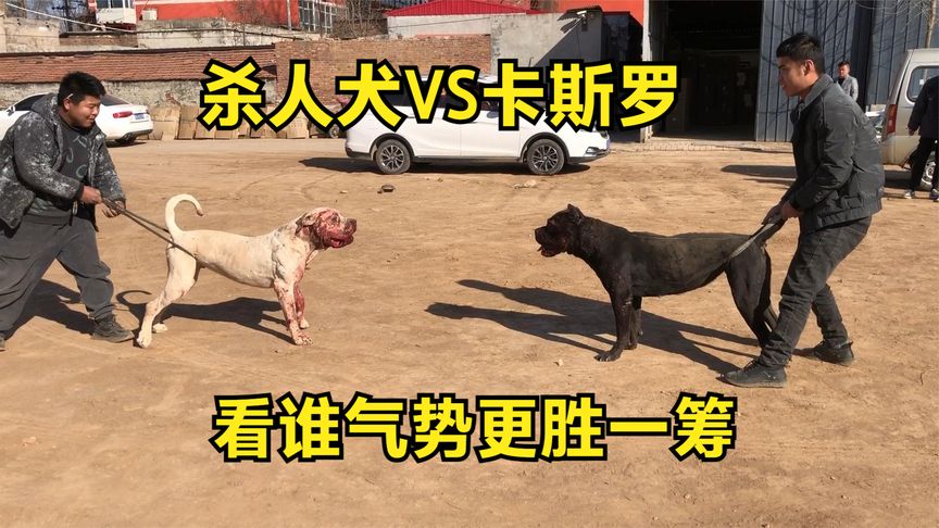 卡斯罗千里挑战“杀人犬”诺基,现场惊心动魄,看谁更胜一筹