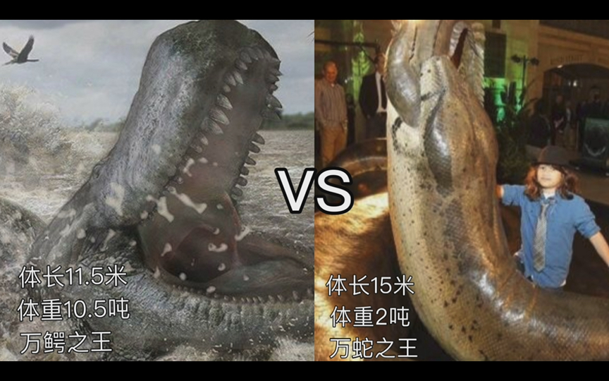 普鲁斯鳄vs泰坦蚺!万鳄之王vs万蛇之王!