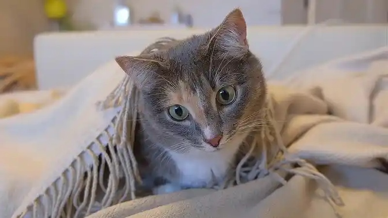 猫咪害怕的多种事物及应对方法
