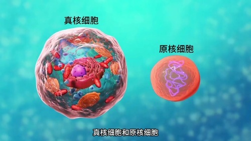 细胞的主要结构组成