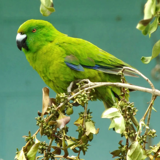 纯绿鹦鹉 
