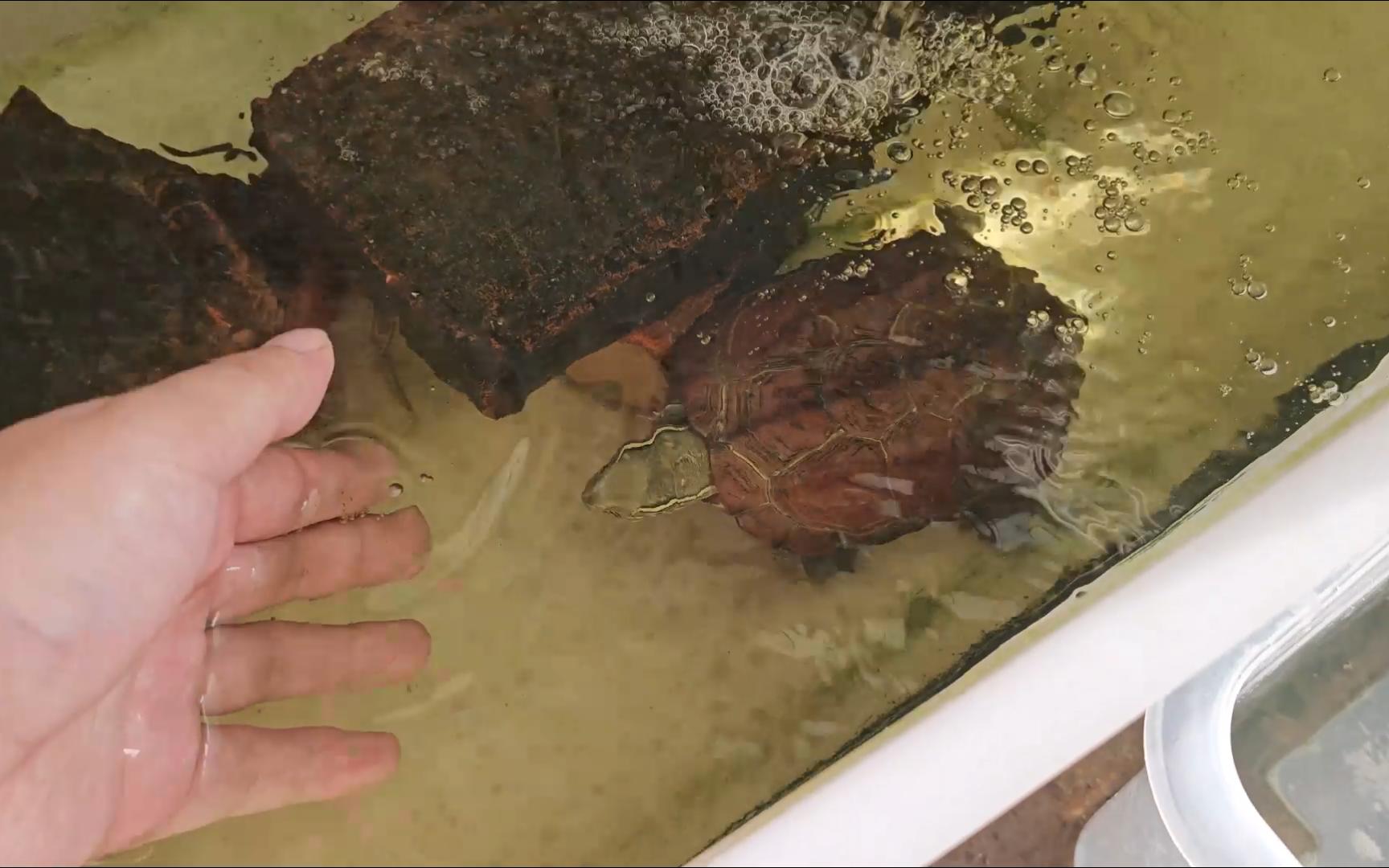 改一下龟缸结构,省一套过滤设备