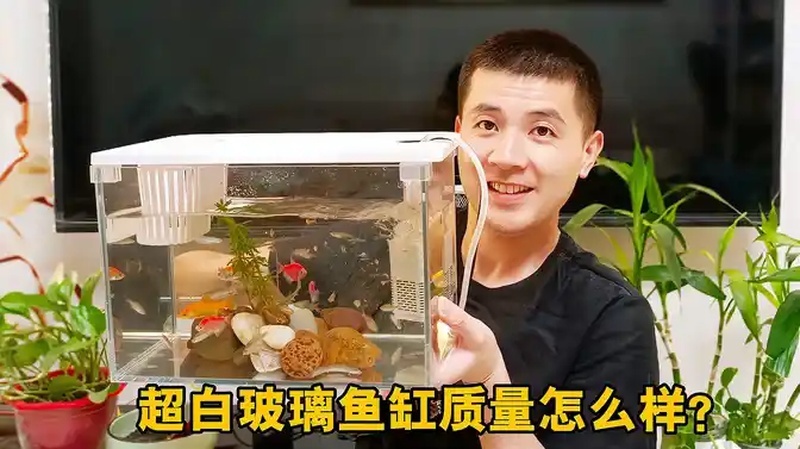 这个超白玻璃鱼缸也太适合新手了吧,清晰度高,价格实惠养鱼神器