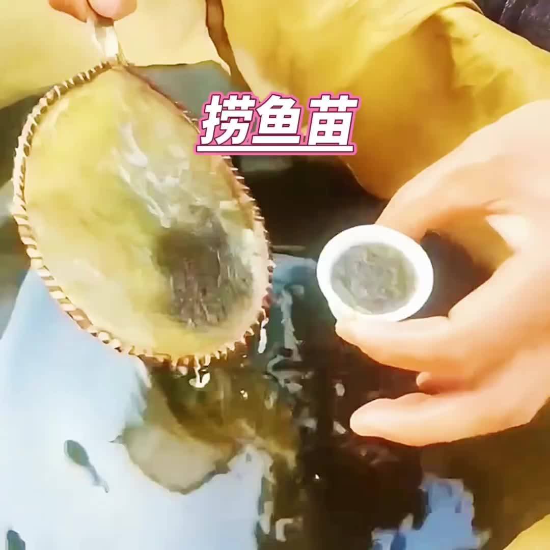 工人展示鱼苗,一勺竟价值不菲!