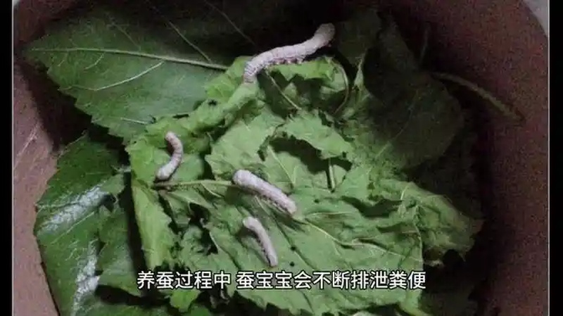 揭秘养蚕粪便清理妙招:轻松守护蚕宝宝的健康家园