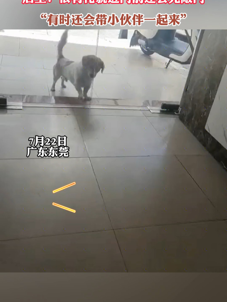 很有礼貌,进门前还会先敲门