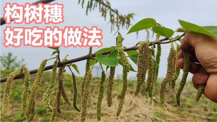 一年只能吃一次的构树穗,摘回来做菜吃,营养又美味,比肉还好吃