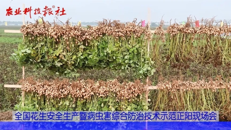 花生果多果白果仁饱满叶斑病少,你知道是怎么种出的