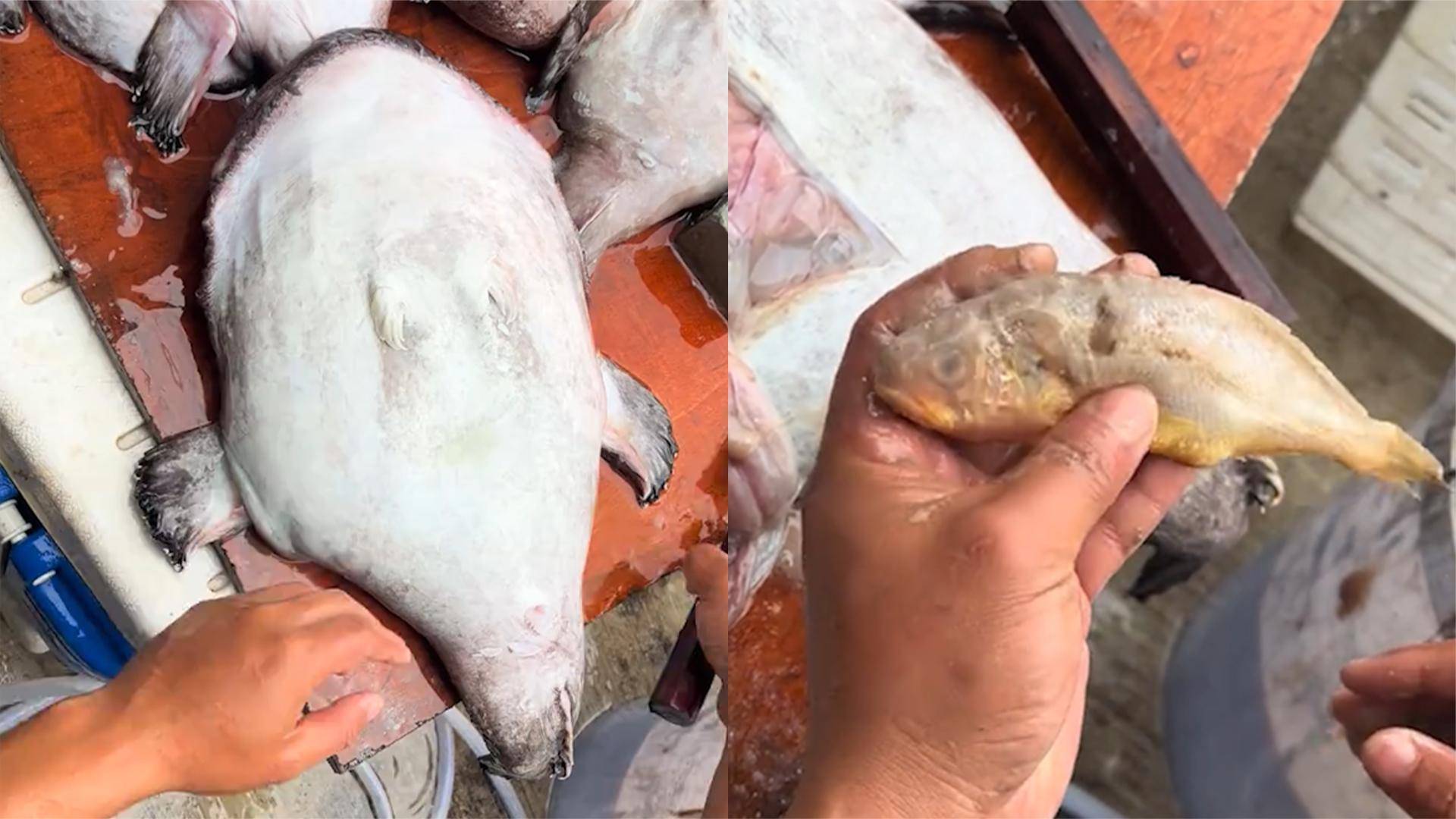 男子捕到一条鮟鱇鱼犹如捕到“海鲜盲盒”!肚子里掏出5条鱼