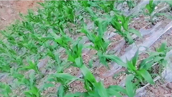 禾苗生长,万物开花。