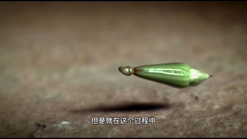 会“爆炸”的果实,来源于喜马拉雅凤仙花,你触碰过它的果实吗?