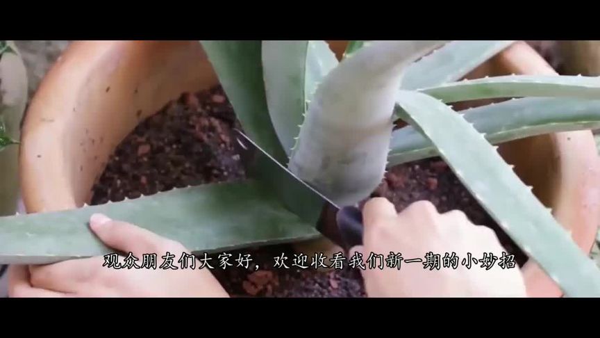 芦荟叶能不能直接擦脸呢,知道的人还不多,快去看看吧!