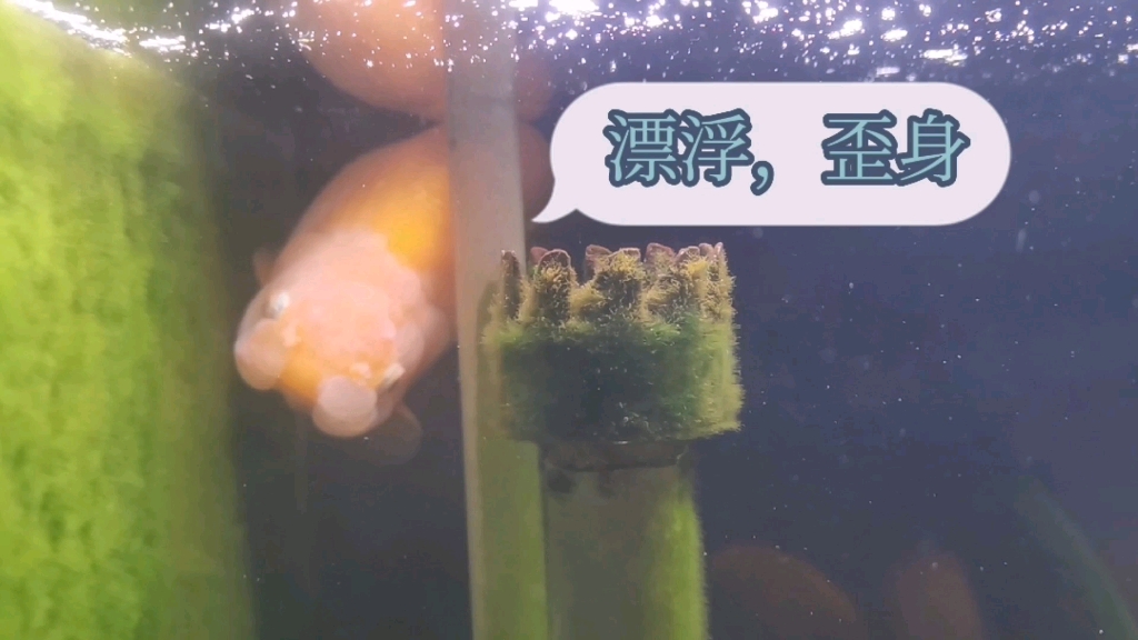 兰寿漂浮,歪身的处理方法