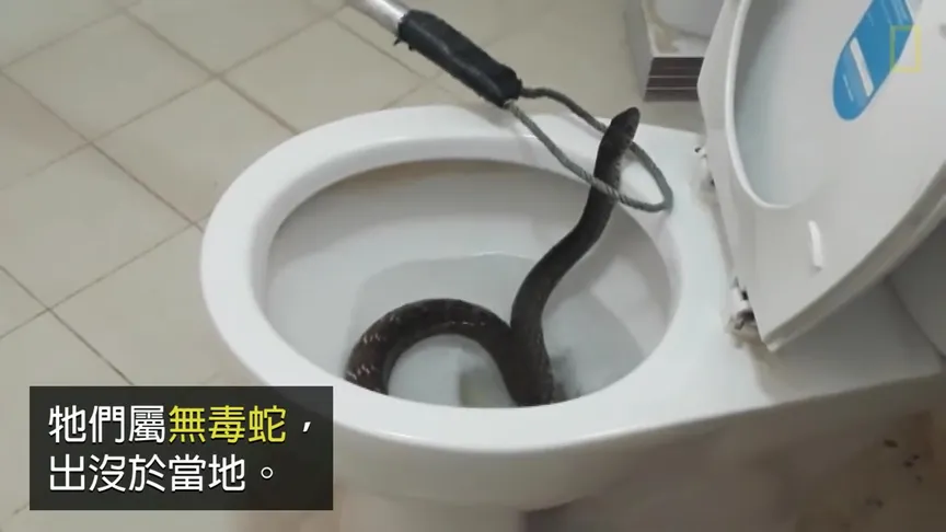 上厕所注意！马桶里有蛇