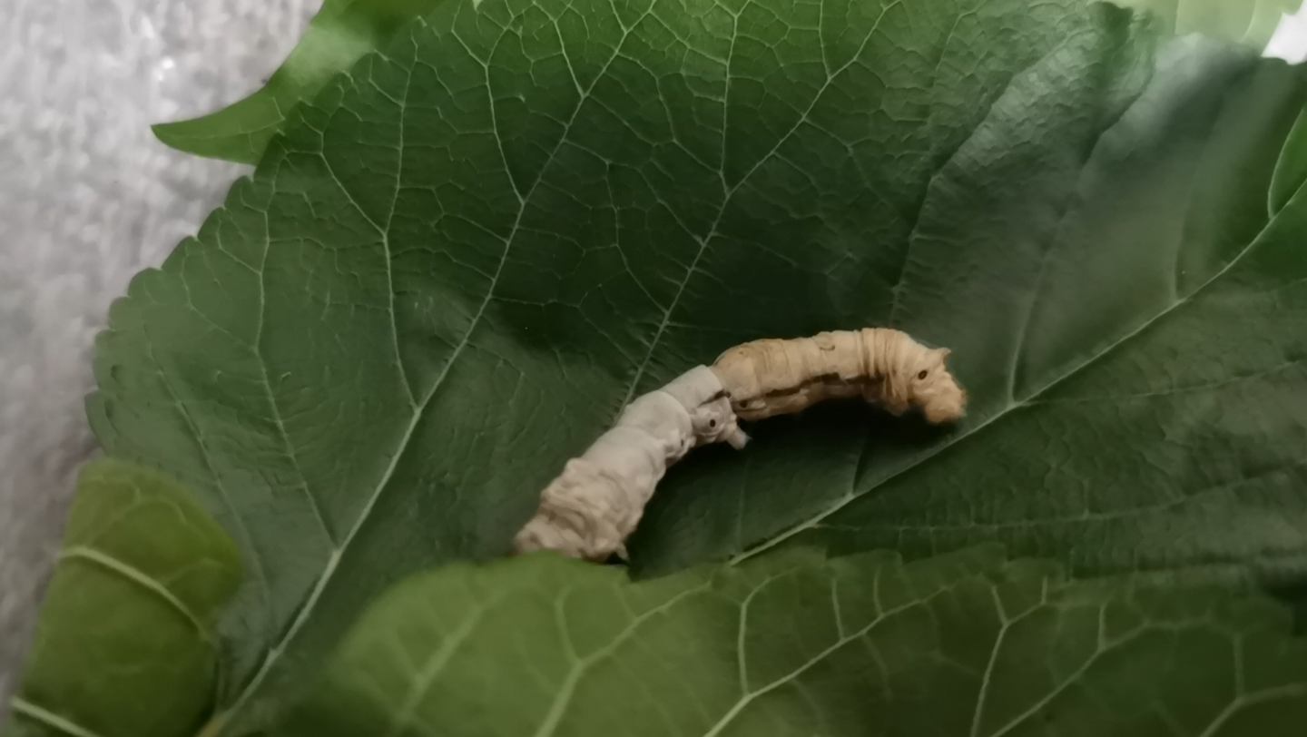蜕皮的蚕宝宝,当难蜕时,好想帮它