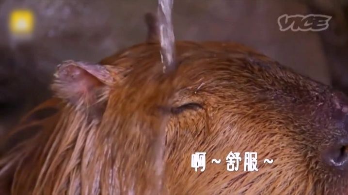 这些小动物过冬的方式好特别,比人还会过冬!