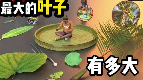 植物的叶子最大的有多大