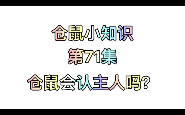 仓鼠小知识第71集:仓鼠会认主人吗?