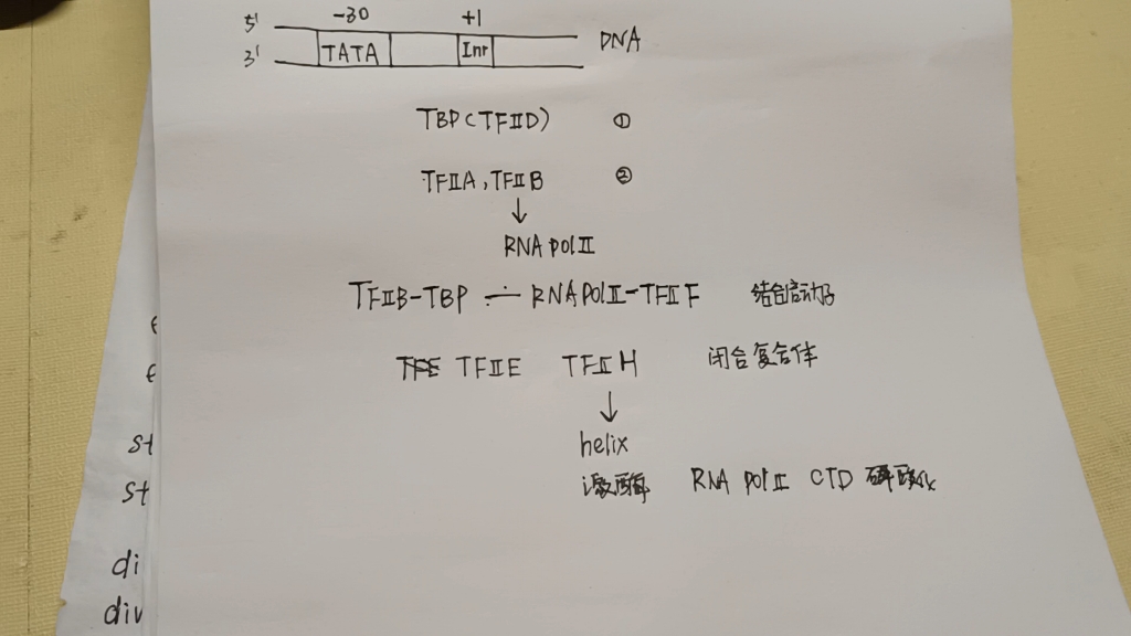 真核生物rna转录起始
