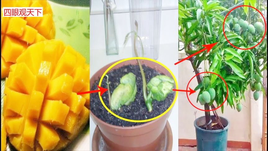 吃完芒果种子不要丢掉!自己家里可以种植芒果盆栽,多到吃不完!