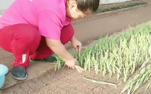 大妈这栽种技术太强大了,农业大学高材生真不是盖的!