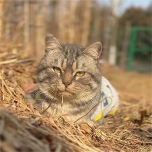 十三不是猫