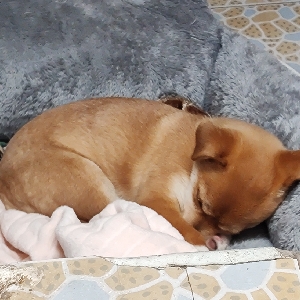 中华田园犬小九 