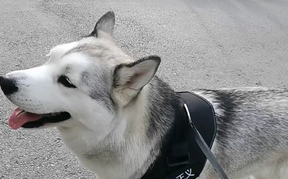 会动的东西好吸引狗啊