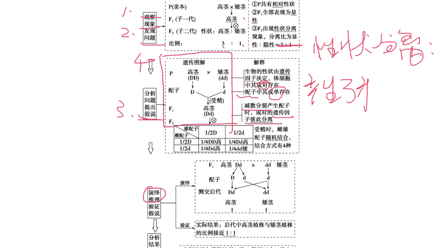 【生物必修二】生物遗传学讲解—分离定律—假说演绎法过程详解