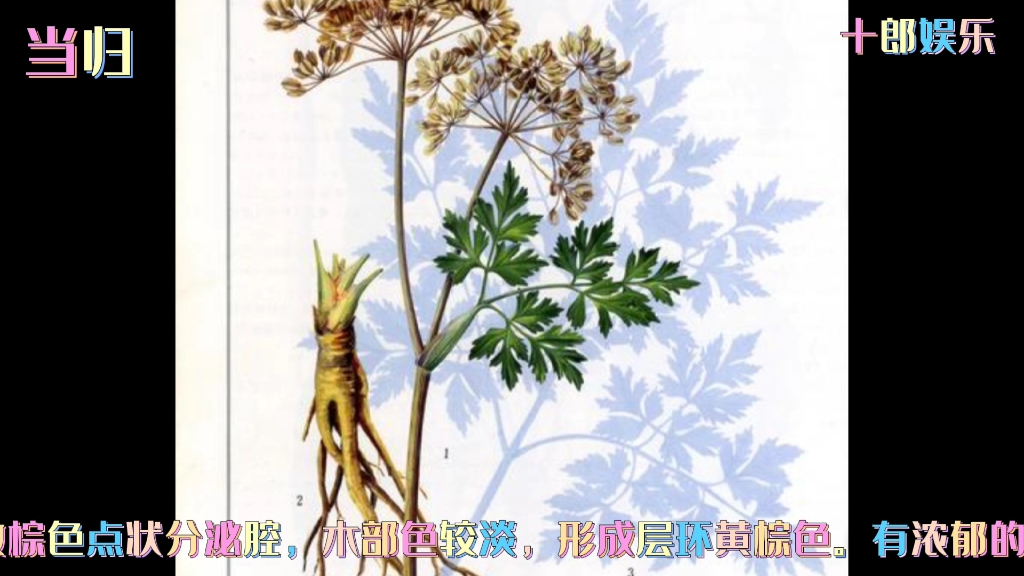 盘点中药材的功效(四十)当归