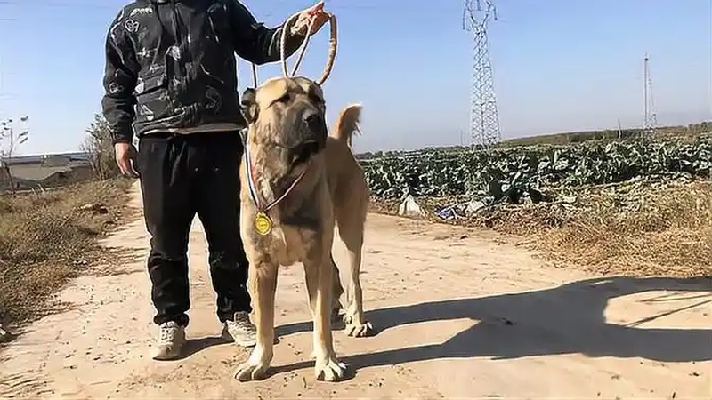 这只猛犬坎高中亚杂交,性格凶猛打斗专用,大家来欣赏品评下