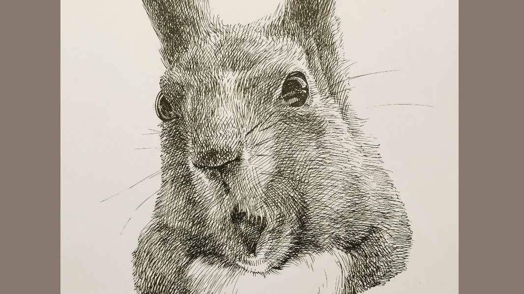 惊讶的松鼠【钢笔画】