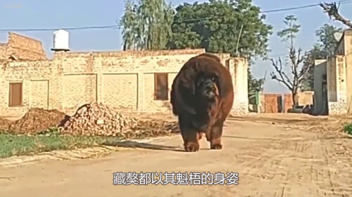 一言不合就开咬,藏獒的战斗力如何?跟着镜头看一下!