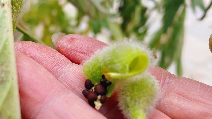 凤仙花种子的种植方法步骤