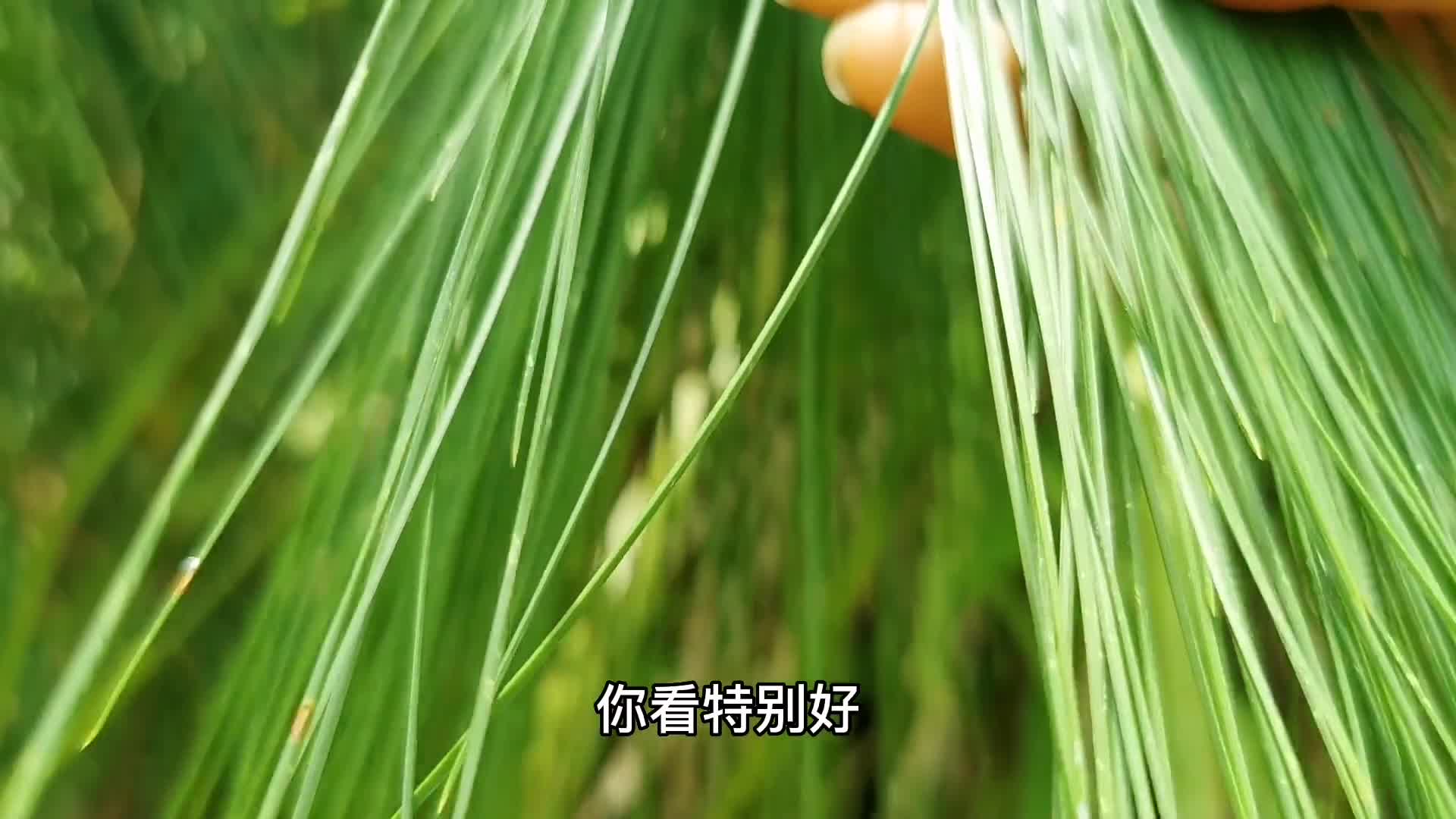 喜欢喝松针茶的朋友注意了,松针采摘做好这三点,才是优质的松针