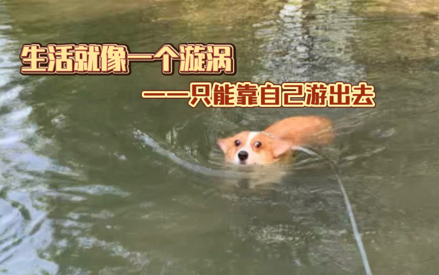 小狗游泳视频我真的可以重复看一百次!