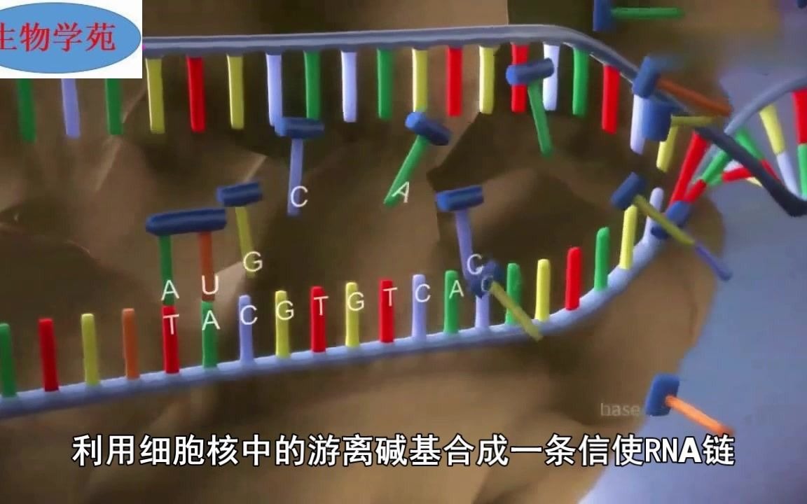 “基因指导蛋白质合成过程”的3D动画模拟