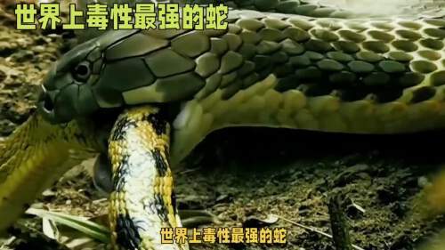 世界上毒性最强的蛇,竟然不是眼镜王蛇?谁才是毒蛇之王?