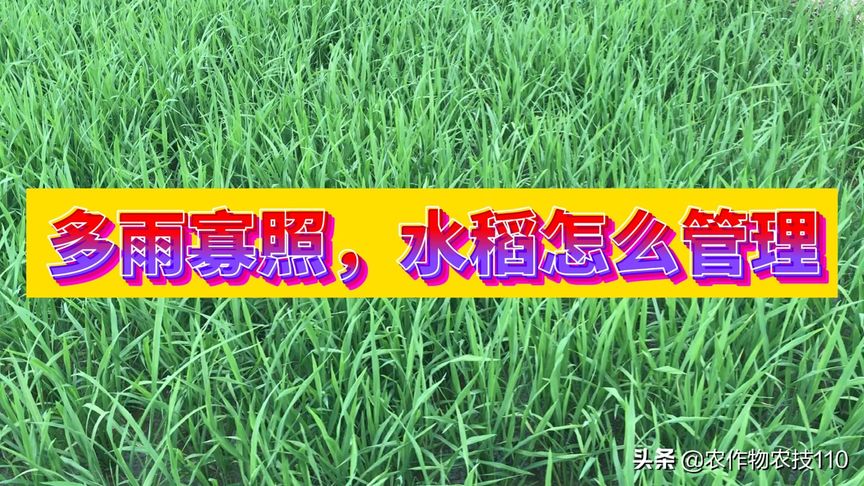 多雨寡照,水稻怎么管理?
